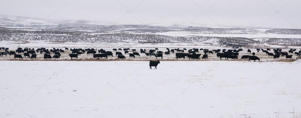 ᐈ Ranching stock images, Royalty Free ranching photos | download on ...