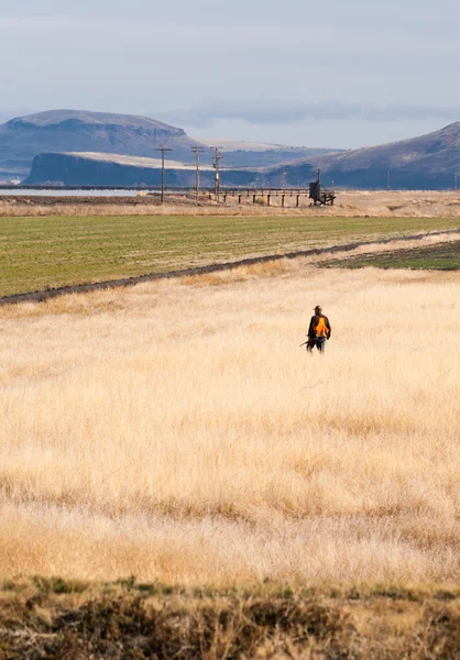 Lone Hunter Bird Dog Hunting Fowl Birds Tule Lake — Stock Photo ...