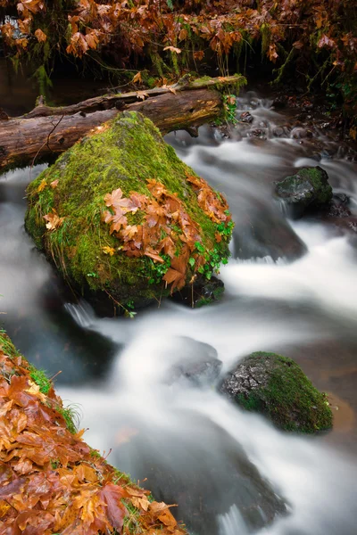 Fall Autumn Leaves Forest Stream Bubbling Brook Mossy River - Stock ...