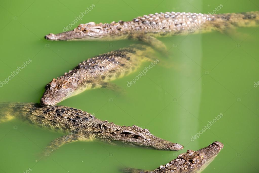 Crocodile farm in Phuket, Thailand. Dangerous alligator in wildlife ...