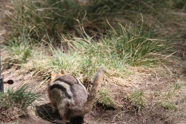 American badger digging in the sand in sublette county wyoming ...