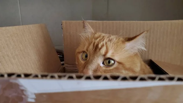 Cat in a box Stock Photos, Royalty Free Cat in a box Images | Depositphotos