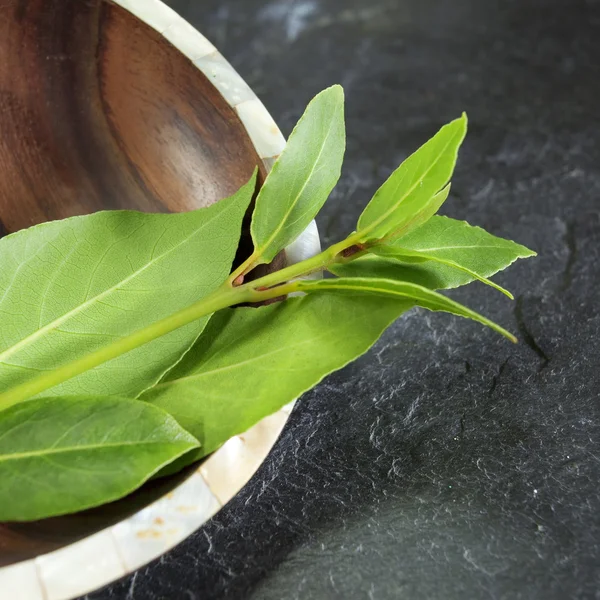 Laurel branch background Stock Photo by ©piolka 65815519