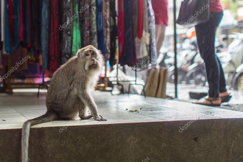 Monkey on street in Ubud centre — Stock Editorial Photo © dimaberkut ...