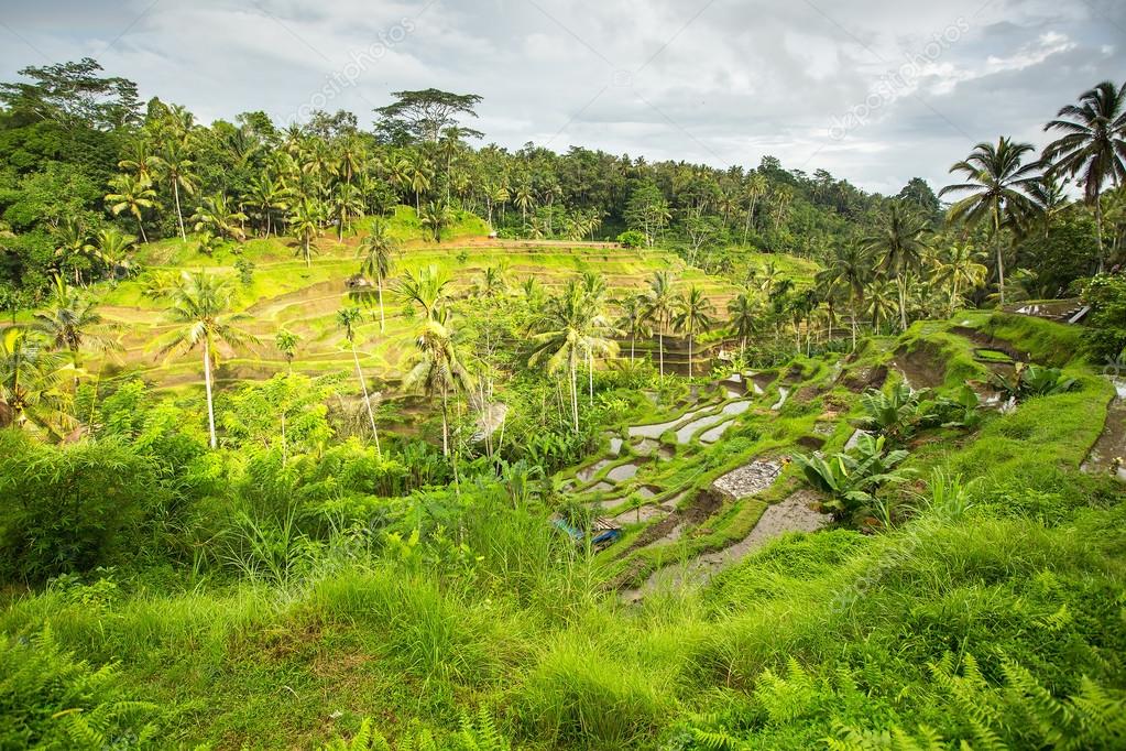 Green rice terraces on Bali island Stock Photo by ©dimaberkut 105965992