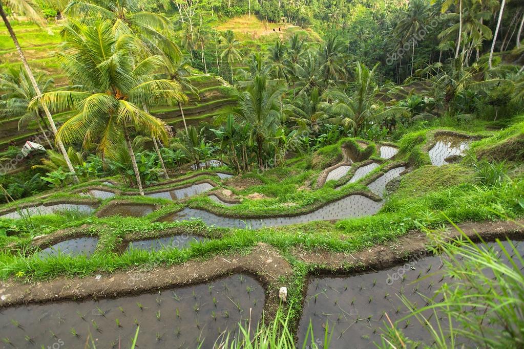 Green rice terraces Stock Photo by ©dimaberkut 115374712