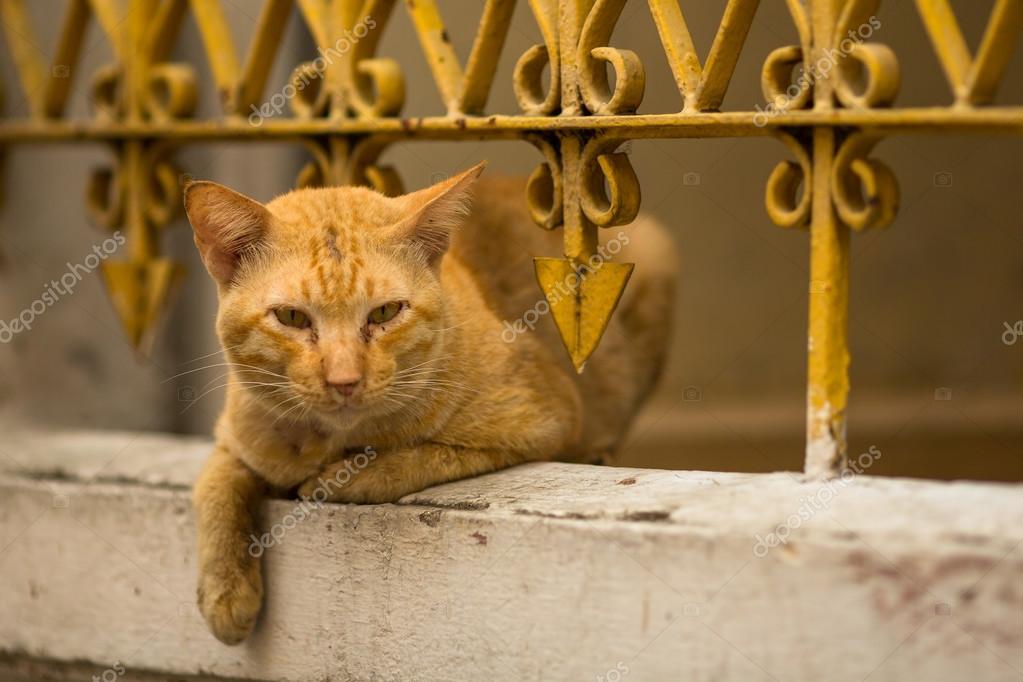 Stray ginger cat Stock Photo by ©dimaberkut 117634190