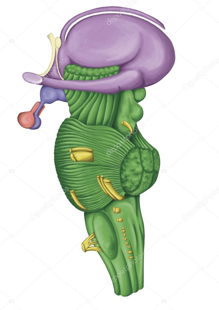 Brainstem, brain stem, lateral view, posterior part of the brain ...