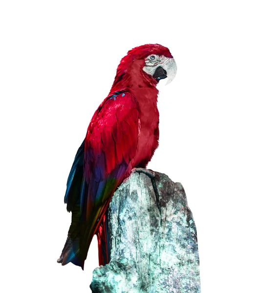 Cockatoo Stock Photos, Royalty Free Cockatoo Images | Depositphotos®