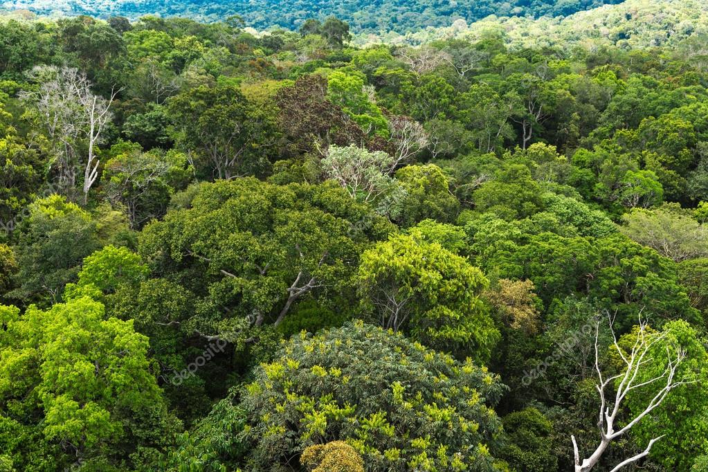 La forêt amazonienne au Brésil — Photographie filipefrazao © #84191346