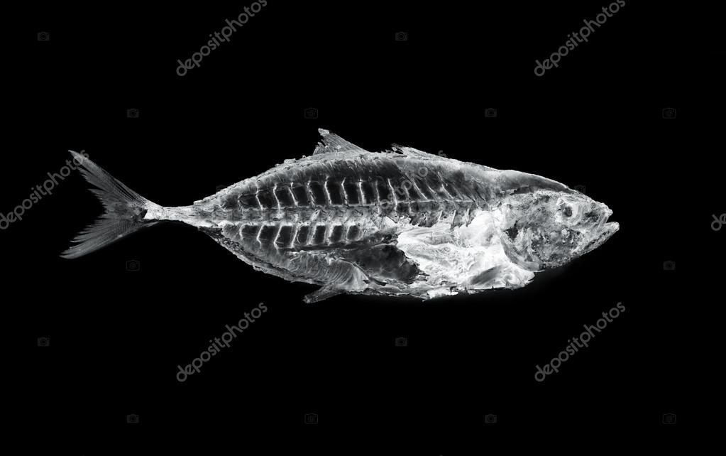 Fish x ray — Stock Photo © antpkr #72407847