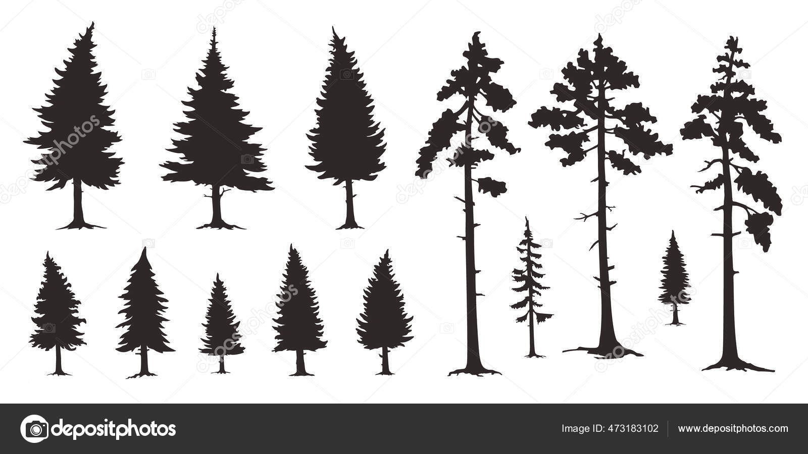 Various Forest Tree Silhouettes White Background Stock Vector Image by ...