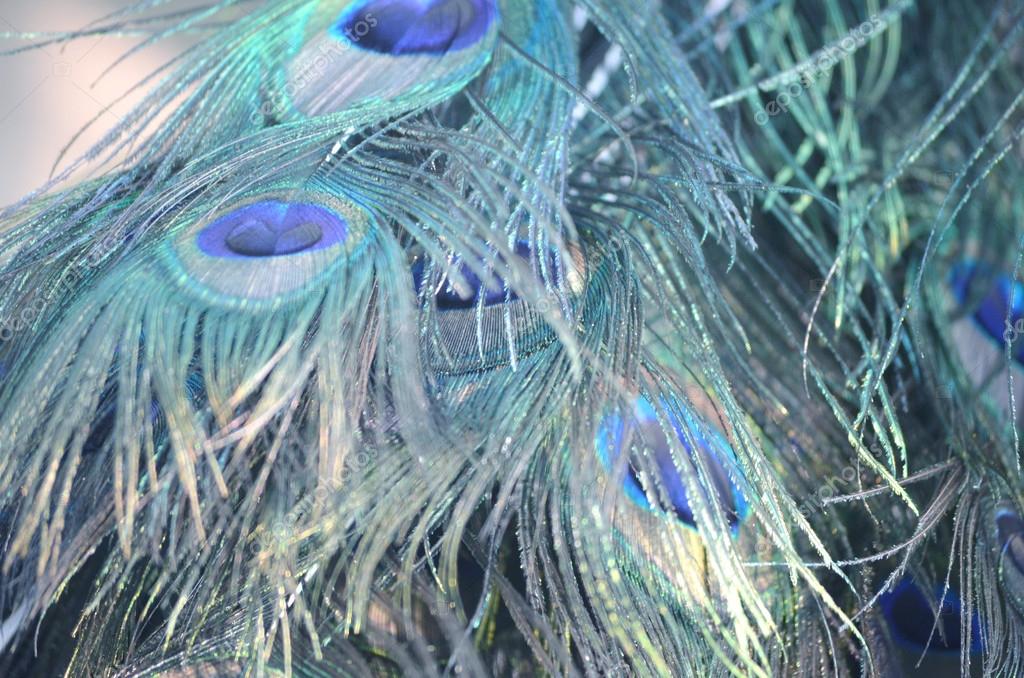 Abstract background of picock feather — Stock Photo © Emdaduljs #64834311