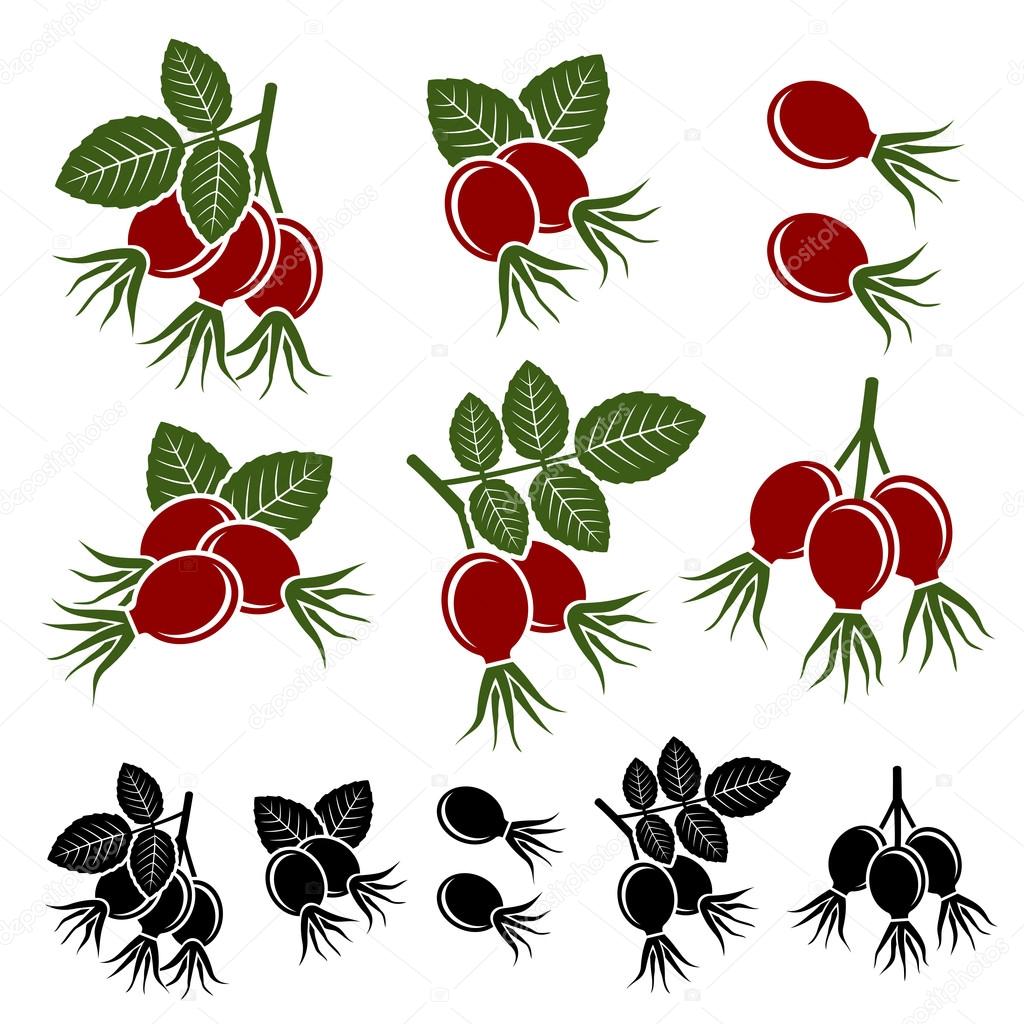 Briar set. Vector Stock Vector by ©Vasilev_Ki 115219594