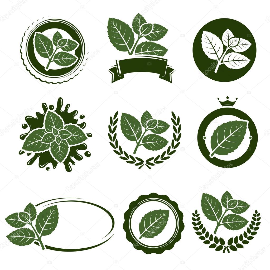 Mint leaves label set — Stock Vector © Vasilev_Ki #56423507