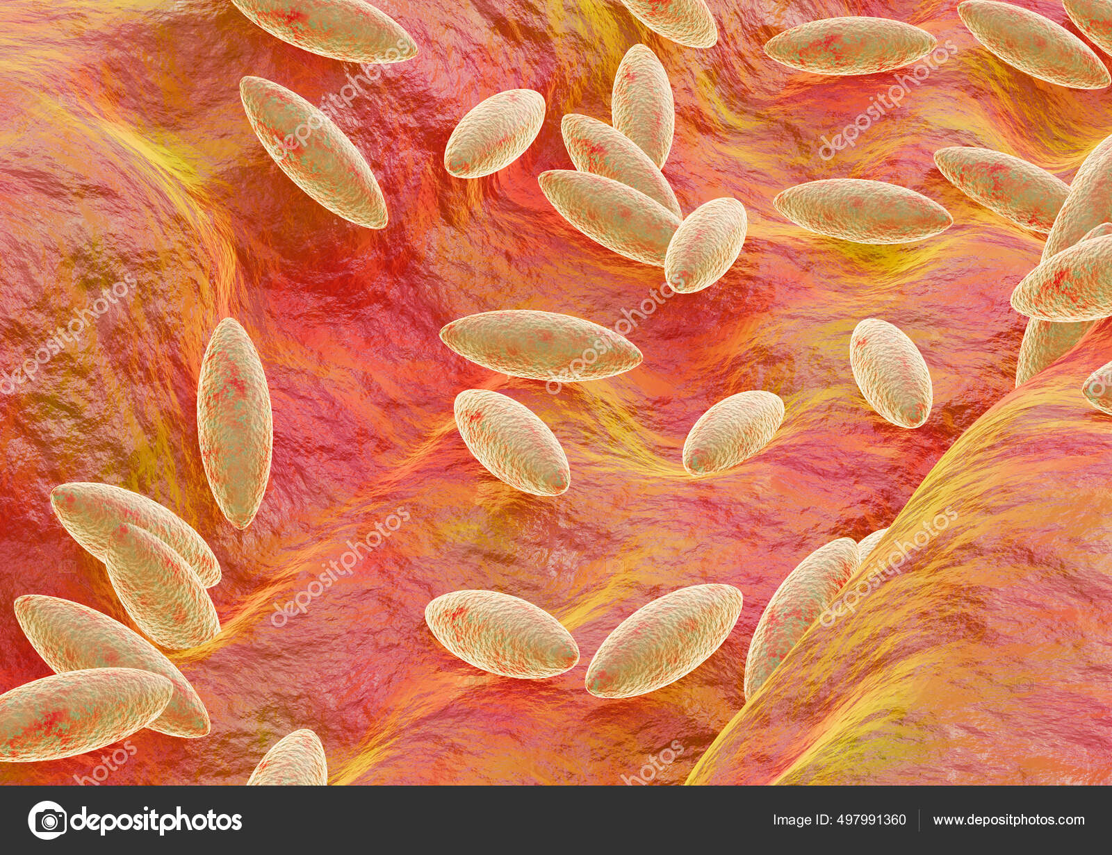 Brucella Bacteria Pathogen Causes Brucellosis Zoonosis Rendering Stock ...