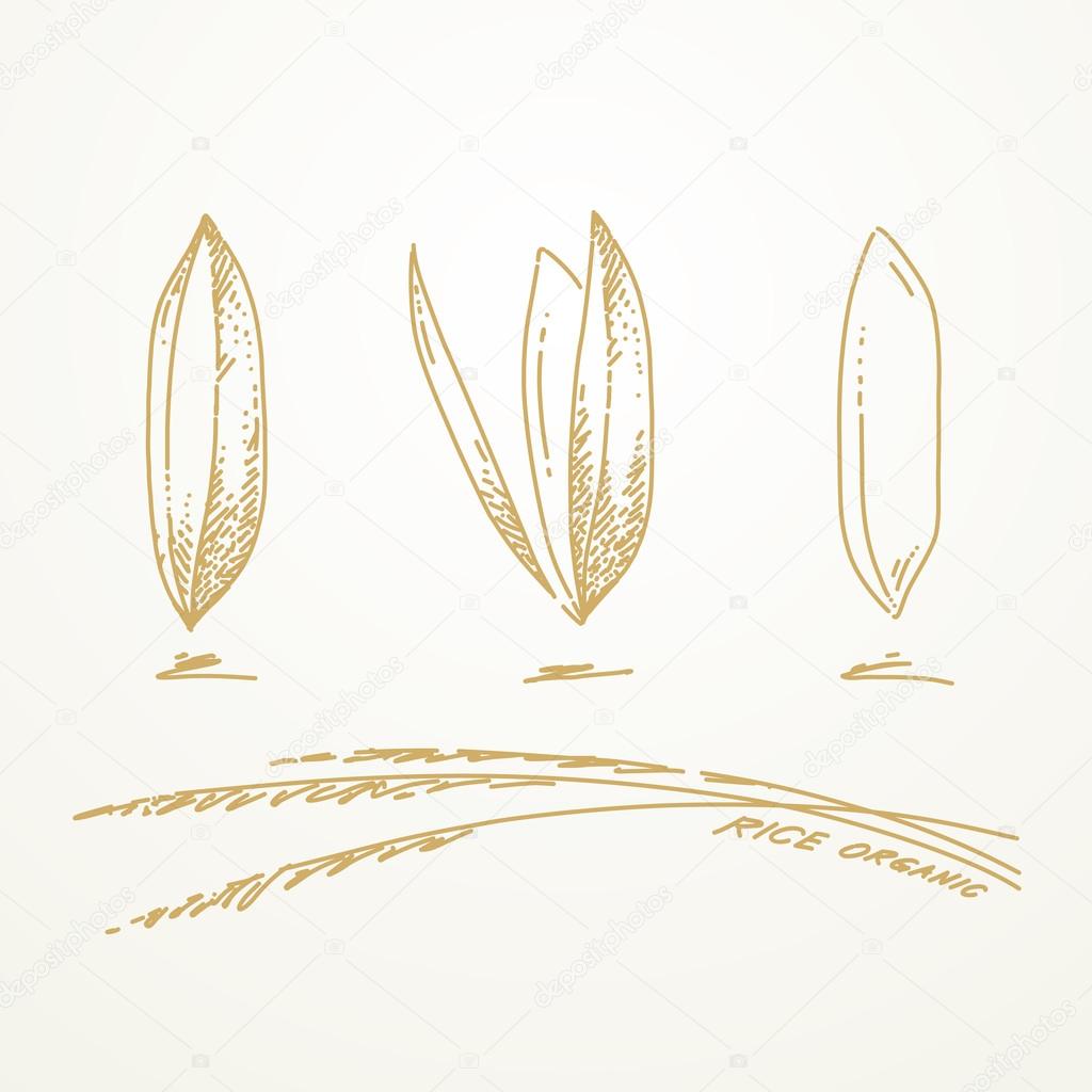 Rice grains, Sketch hand drawn Stock Vector Image by ©amorno #124618366