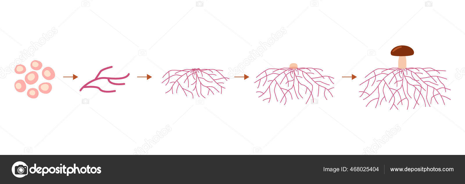 Mushroom Life Cycle Stages Growth Mycelium Spore Spore Germination ...