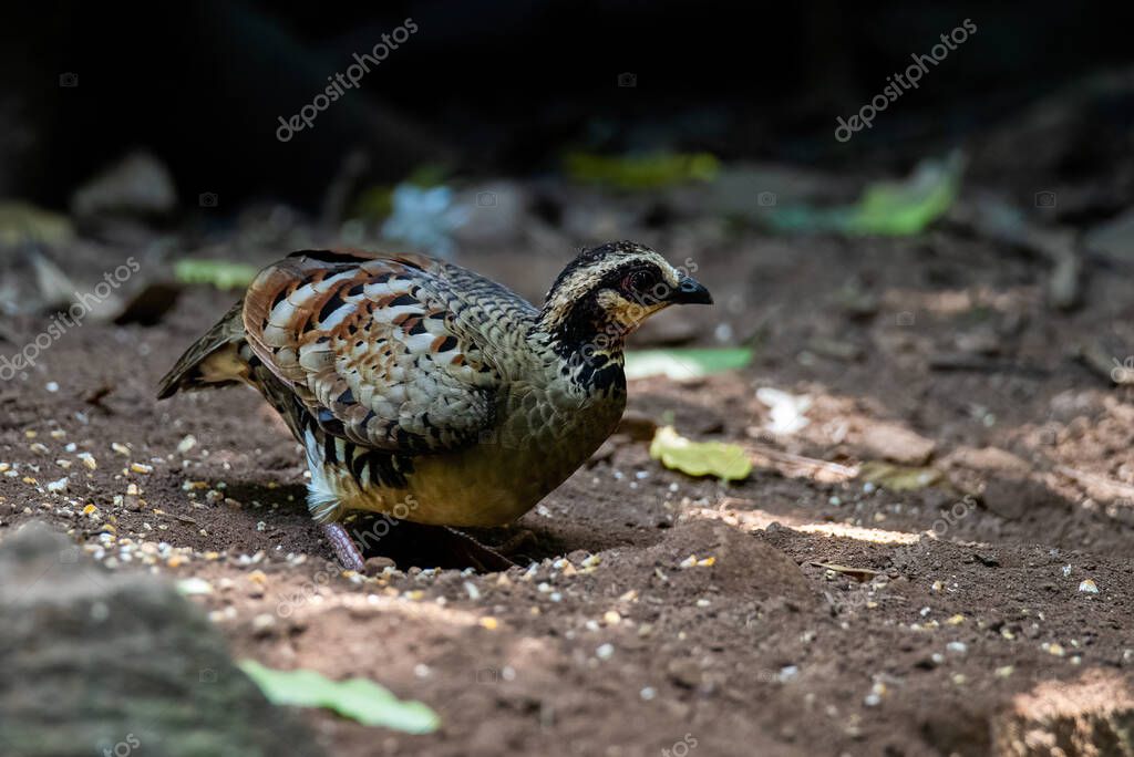 perdiz de patas verdes o perdiz de pecho escamoso, hermoso pájaro en la ...