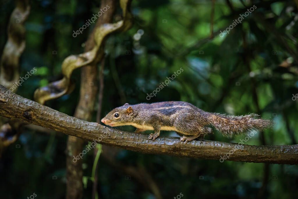 La ardilla rayada del Himalaya (Tamiops mcclellandii), también conocida ...