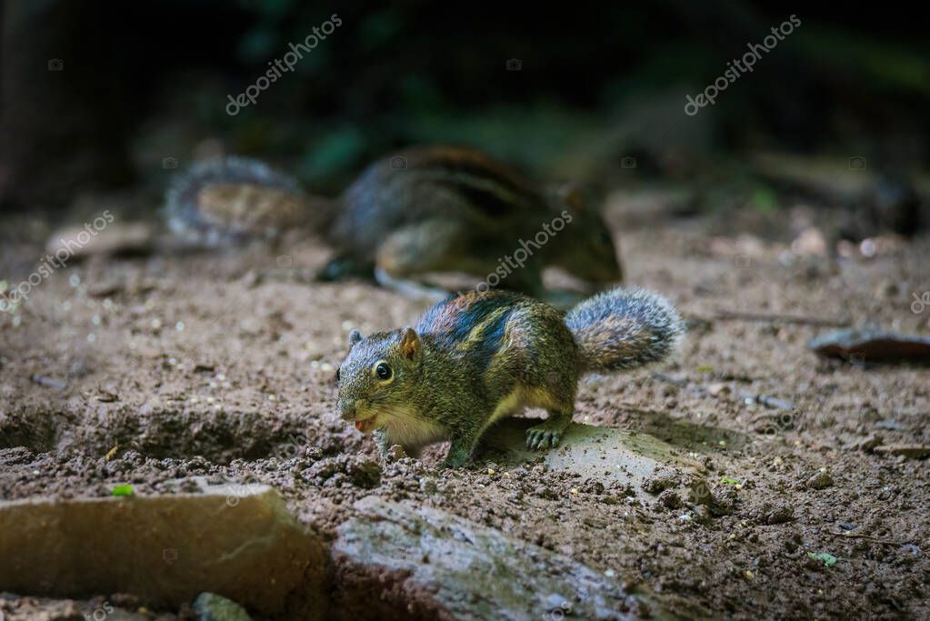 La ardilla rayada del Himalaya (Tamiops mcclellandii), tambi n conocida ...