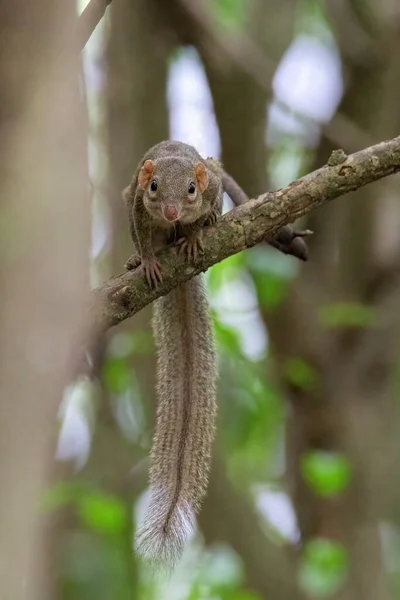 African Pygmy Squirrel