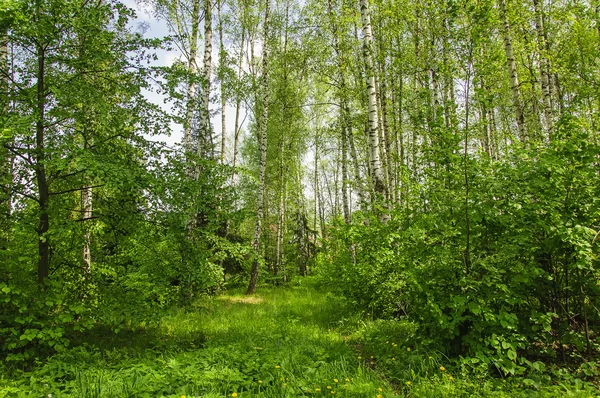 Green nature of russia Stock Photos, Royalty Free Green nature of ...