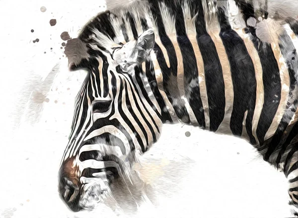 Zebra background Stock Photos, Royalty Free Zebra background Images ...
