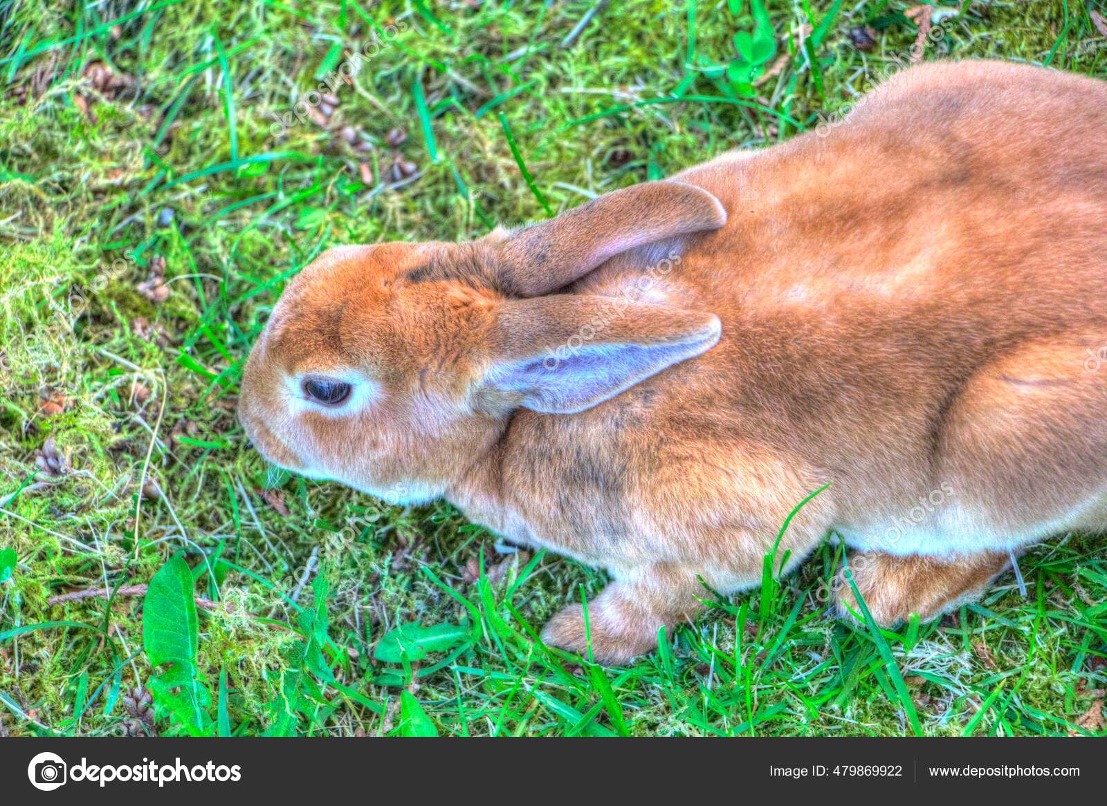 Cute Rabbit Sitting Green Field Spring Meadow Easter Bunny Hunt — Stock ...