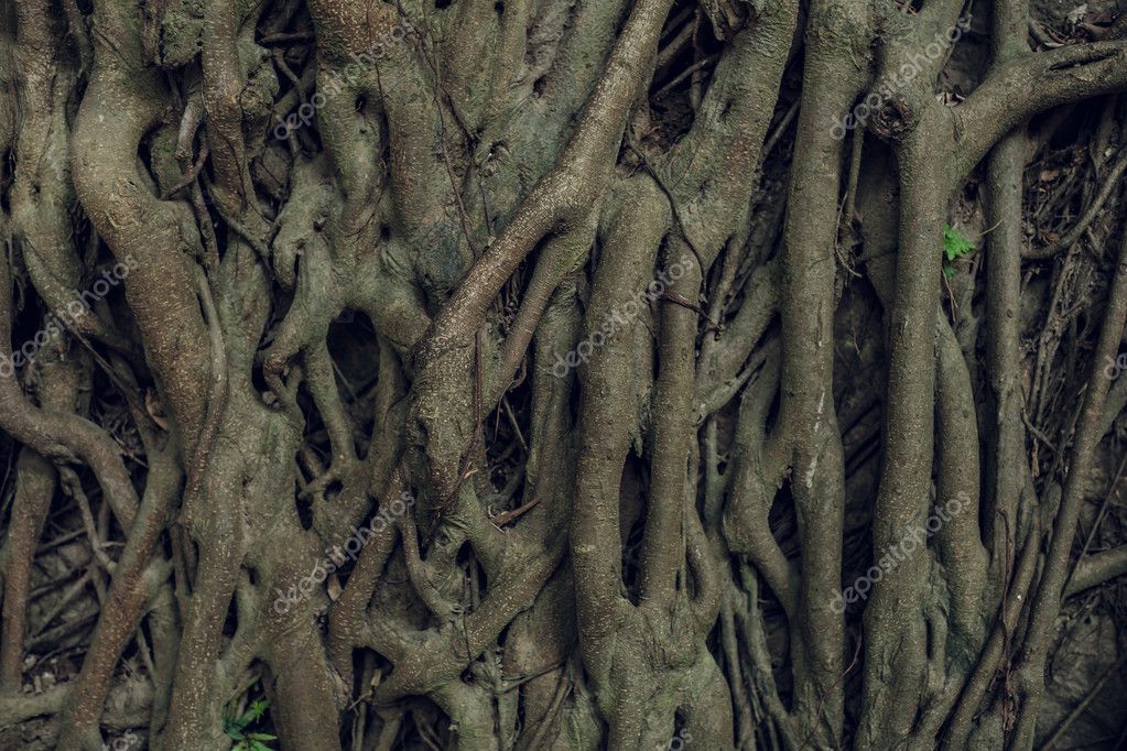 Complex structure of roots of a coniferous tree — Stock Photo © Haribol ...
