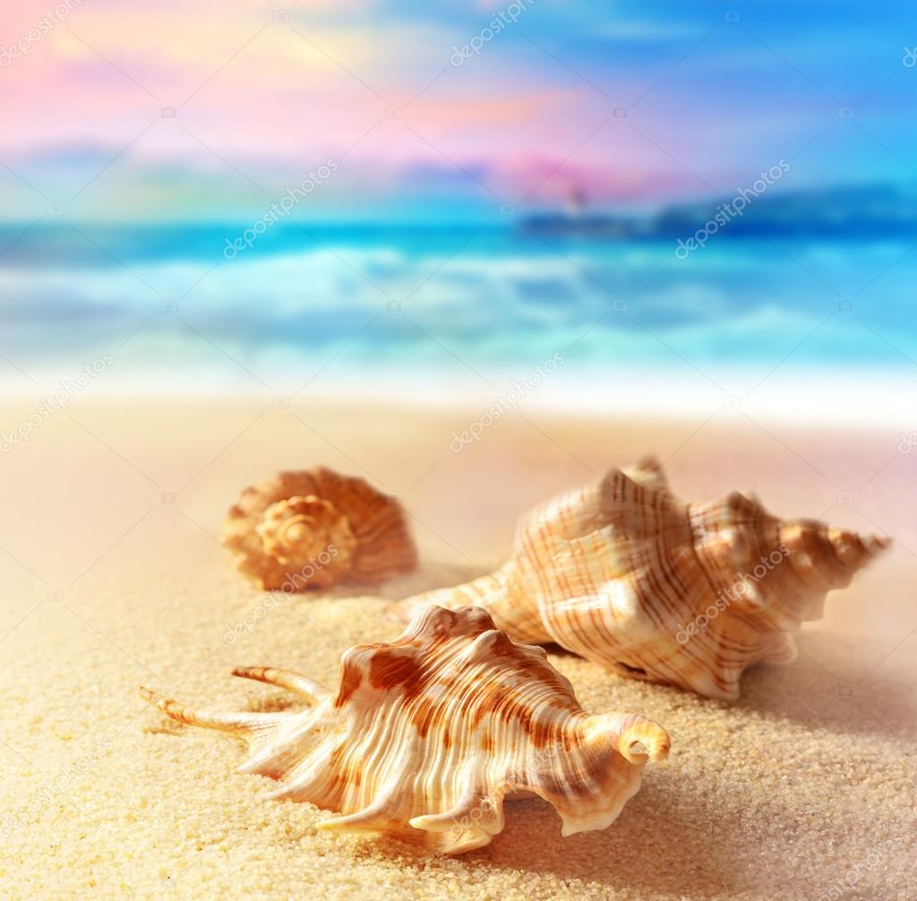 Seashells on the sandy beach Stock Photo by ©Catwoman10 100869424