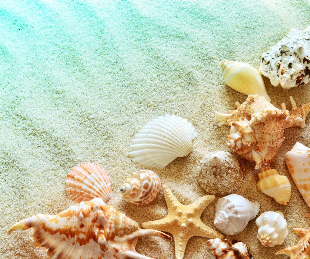 Beach Shells