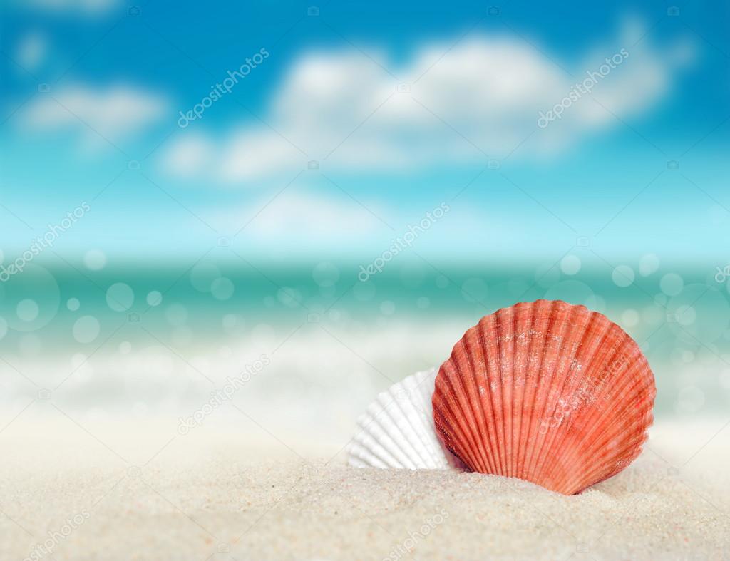 Seashell on the sandy beach Stock Photo by ©Catwoman10 113853954