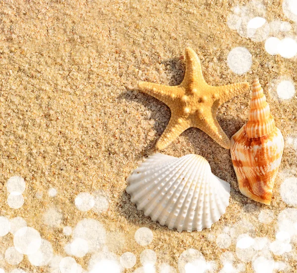 Top View Textured Wavy Sand Seashells Starfish Blue Background Copy ⬇ ...