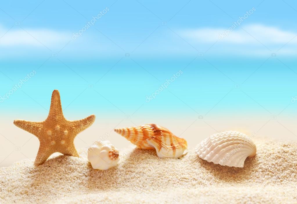 Seashells on seashore in tropical beach Stock Photo by ©Catwoman10 78063236