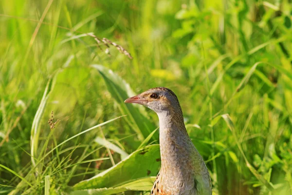 Corncrake Stock Photos, Royalty Free Corncrake Images | Depositphotos®