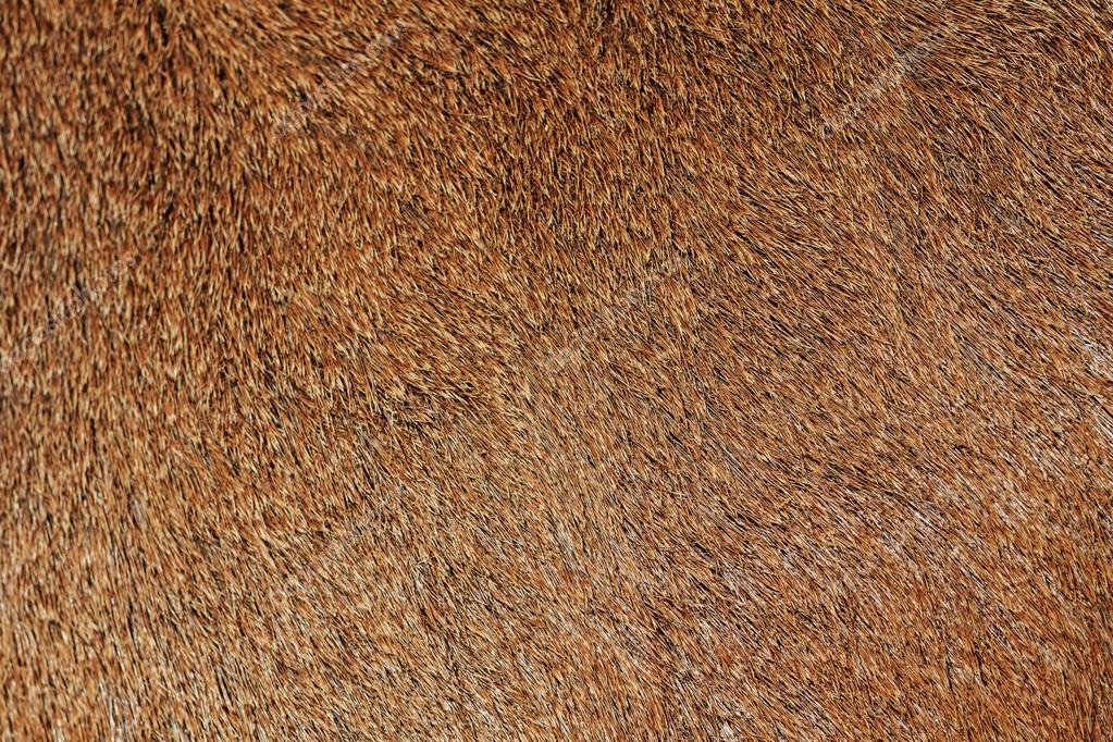Deer skin texture | Deer skin texture — Stock Photo © drakuliren #111727538