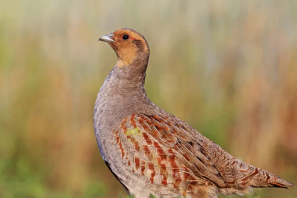 English partridge Stock Photos, Royalty Free English partridge Images ...