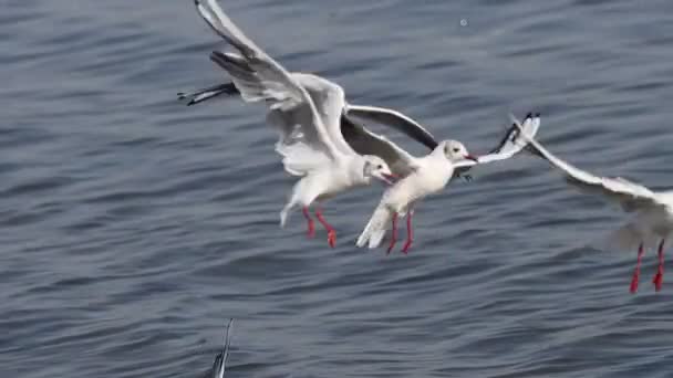 12,406 Oiseaux de la silhouette Videos, Royalty-free Stock Oiseaux de ...