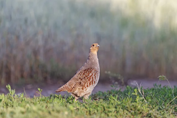 English partridge Stock Photos, Royalty Free English partridge Images ...