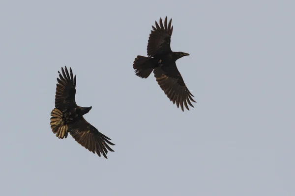 Ravens flying Stock Photos, Royalty Free Ravens flying Images ...