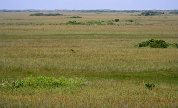 Everglades structures Stock Photos, Royalty Free Everglades structures ...