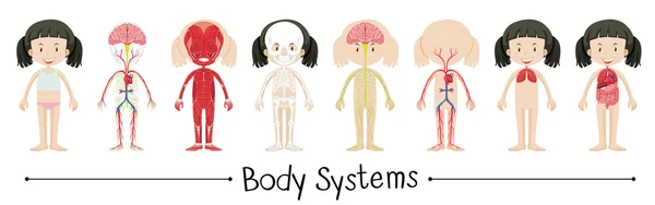 100,000 Human body systems Vector Images | Depositphotos