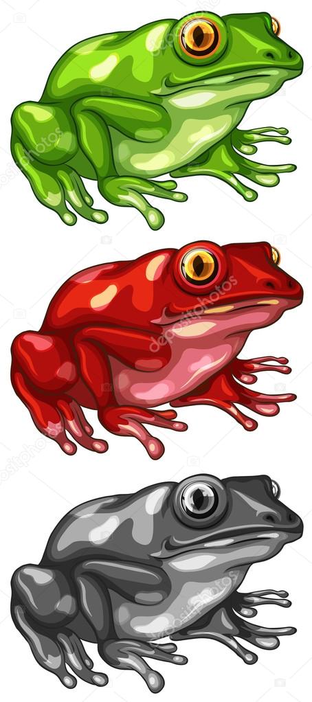Frog in three different colors Stock Vector by ©blueringmedia #111078188