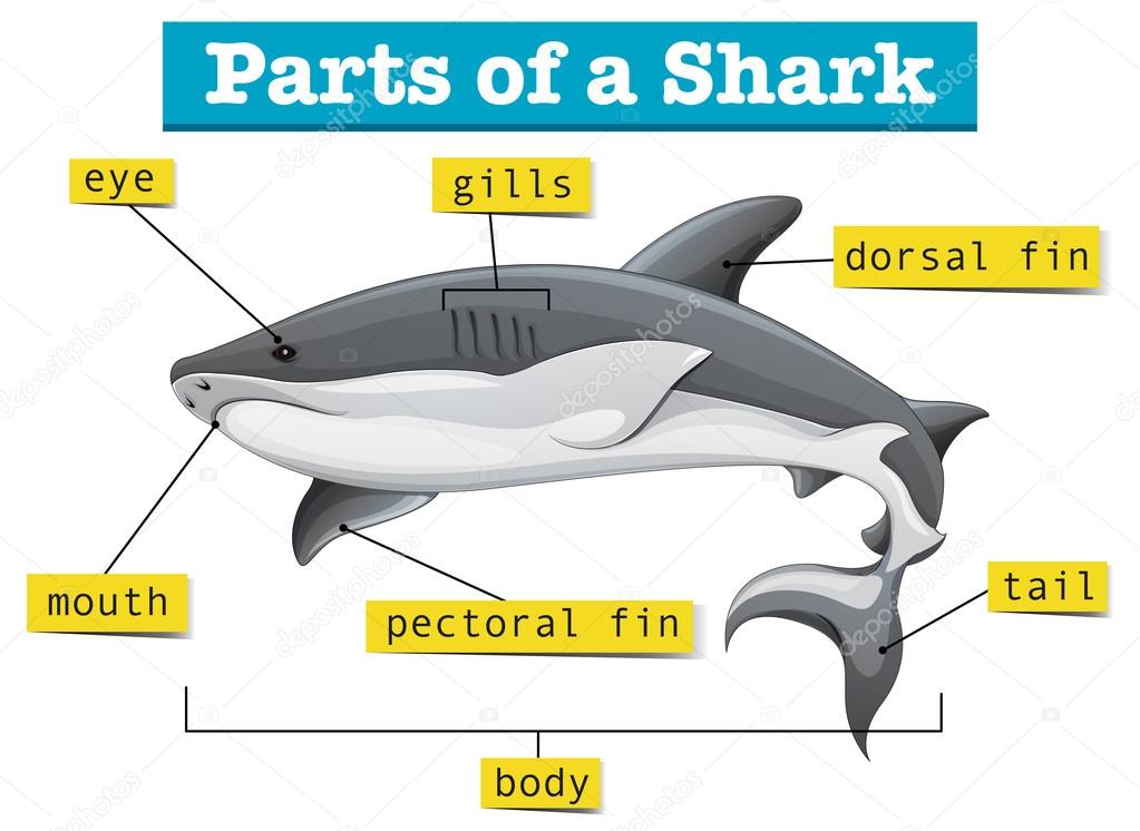 Diagram Showing Parts Of Shark — Stock Vector © Blueringmedia 117155148