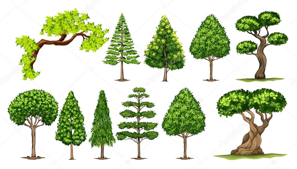 Différents Types Darbres — Image Vectorielle Blueringmedia © 123795534