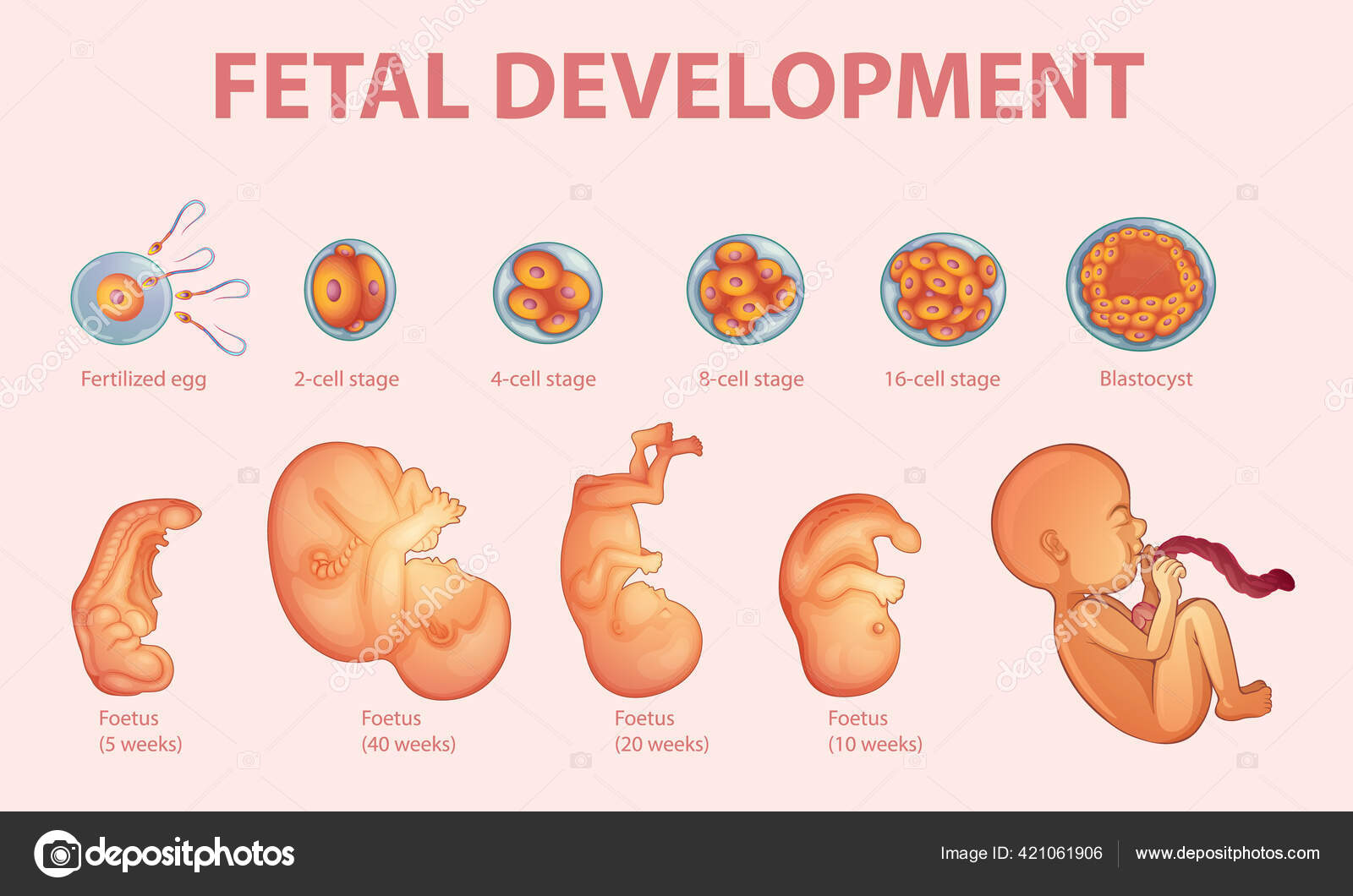Stages Human Embryonic Development Illustration Stock Vector by ...