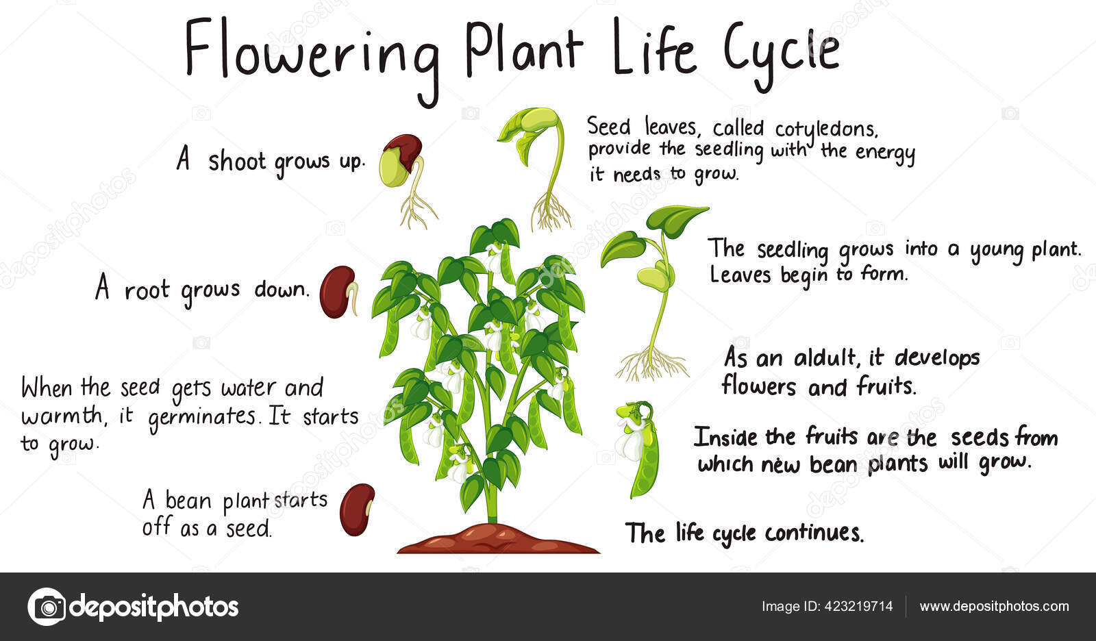 Flower Plant Life Cycle Isolated Whit Background Education Illustration ...