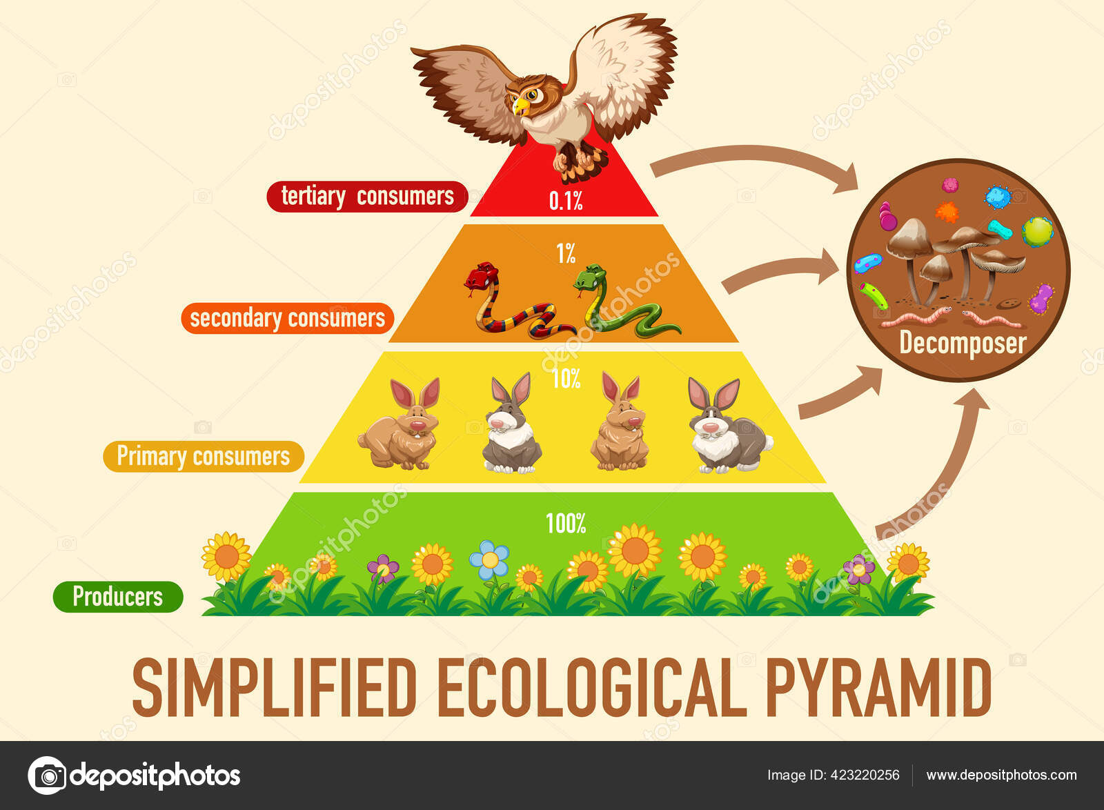 Forest Ecosystem Food Pyramid