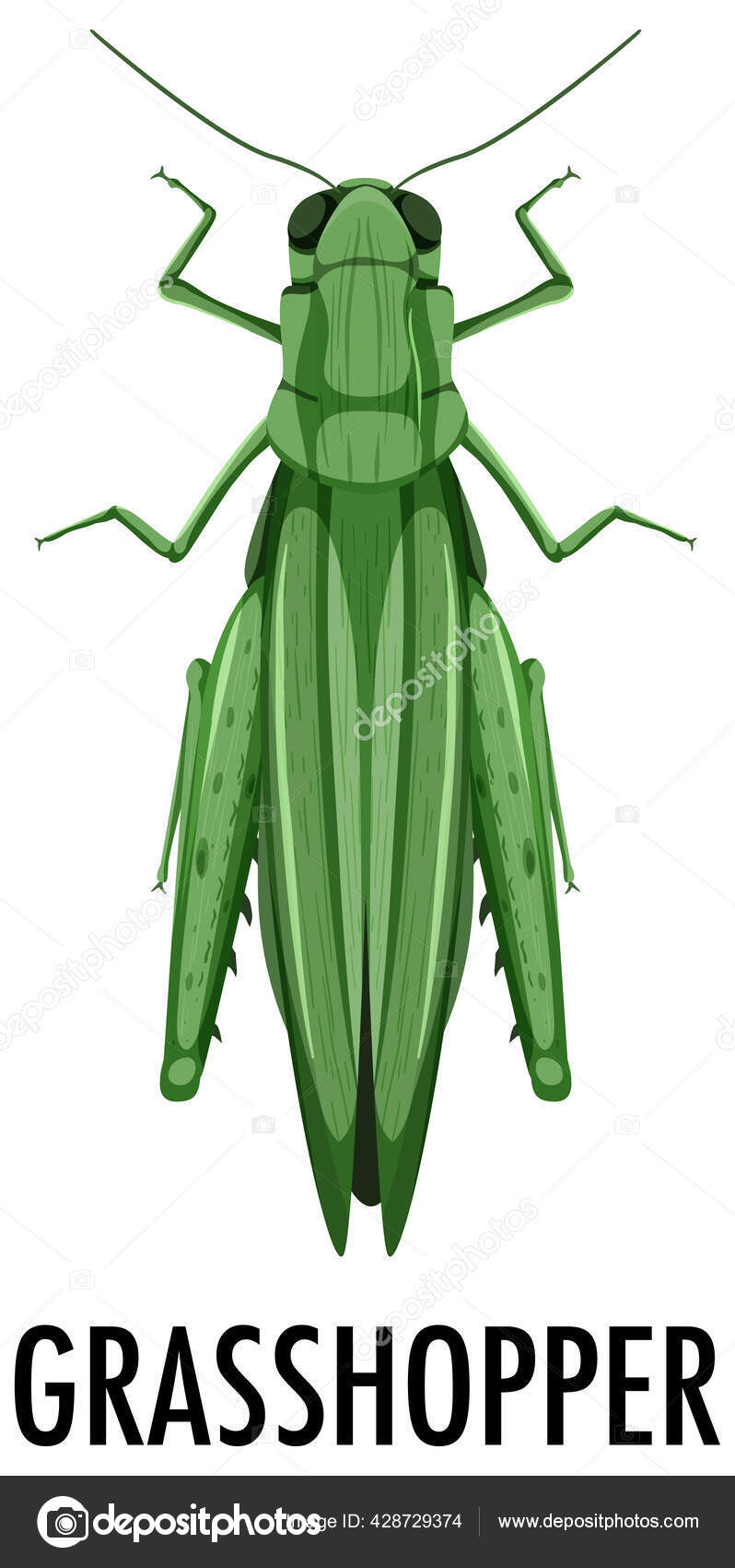 Grasshopper Anatomy